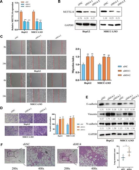 mettl14 knockdown promoted the migration and metastasis of hcc cells