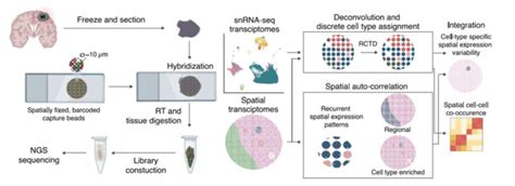 Revealing The Spatial Gene Expression Patterns Of Cells In Human Melanoma Brain Metastases Takara