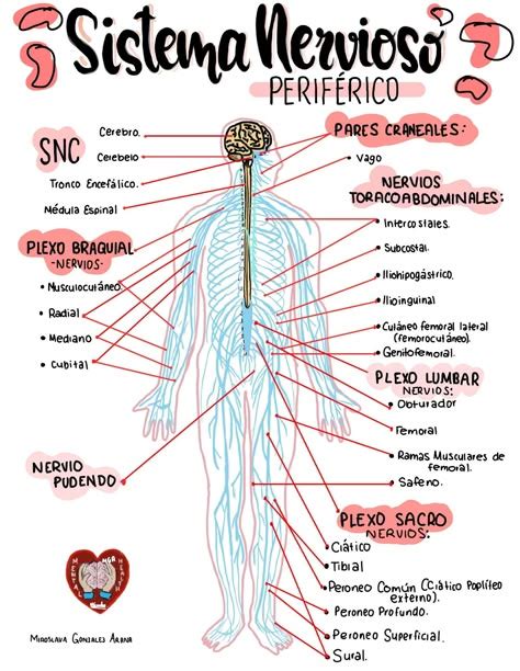 Sistema Nervioso Periferico