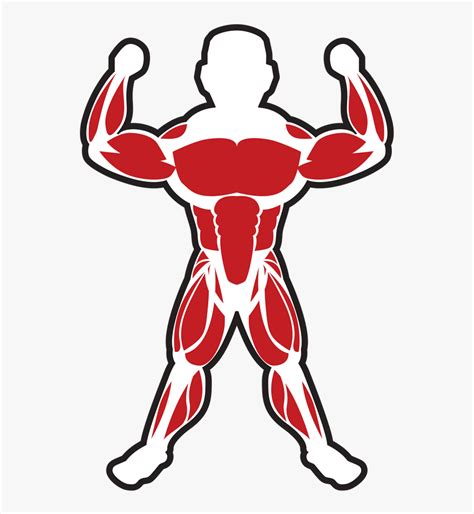 Free Muscle Clipart Download Free Muscle Clipart Png Images Free