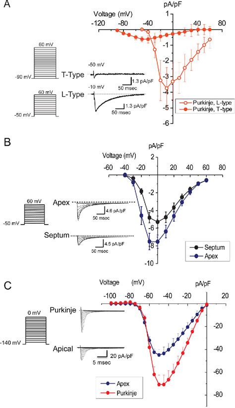 Figure 5 From The Ionic Bases Of The Action Potential In Isolated Mouse Cardiac Purkinje Cell
