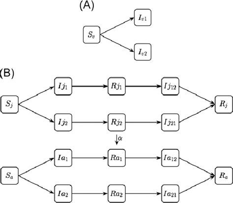 Dynamic Transmission Model To Evaluate The Occurrence Of Dengue In