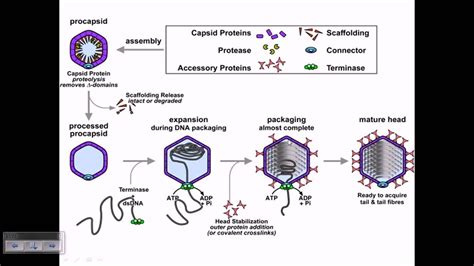 Assembly Of T4 Phage Particles Youtube