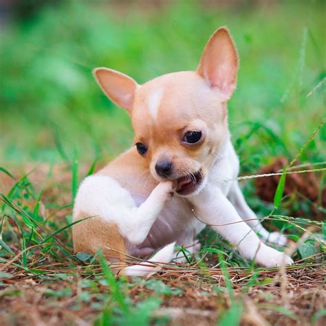 Teacup Chihuahua White At Bill Henson Blog