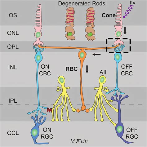 One Gene Two Catastrophes How A Single Mutation Disrupts Both Immunity And Brain Development