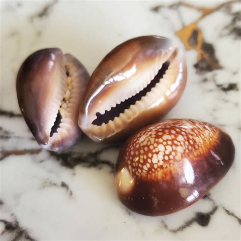Cowrie Shell Value At Victoria Jenkins Blog