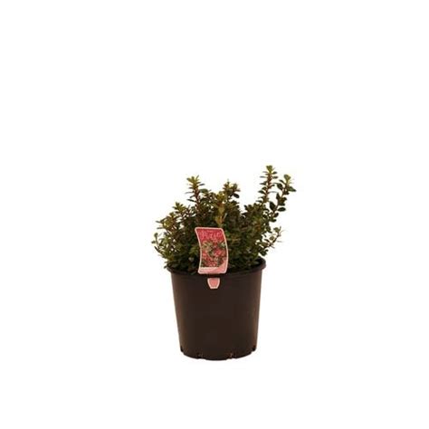 200mm Escallonia Pink Pixie Escallonia Hybrids Bunnings Australia