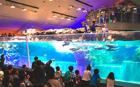 Sumida Aquarium Tokyo Tickets 2023 Exclusive Deals