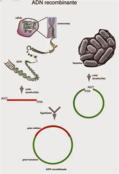 Biología Molecular Adn Recombinante Biología Molecular Adn Recombinante