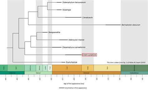 Lycophyte Stem Group