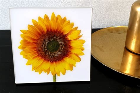 그림·사진 풍수 해바라기 한줄기 그림 미니 디아섹 액자 오늘의집 쇼핑
