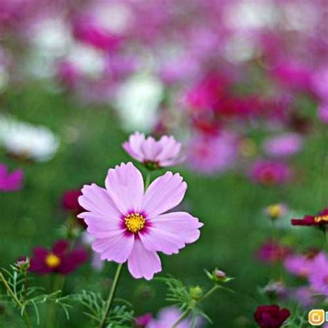 Kern Aaran Switar 50mm F18 Alpa 早期版本 瑞士標頭之王， 罕有外内鏡片95新， A7 R2專用