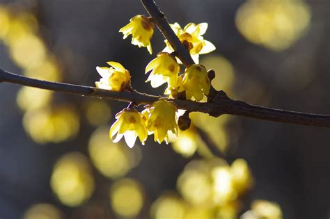 初梅 By みけ (id:8436683) 写真共有サイトphotohito 初梅 By みけ (id:8436683) 写真共有サイトphotohito