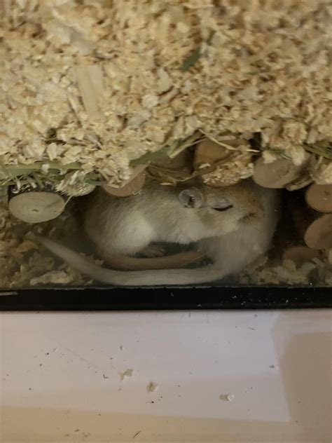Female Gerbil has a scent gland tumour. : r/gerbil