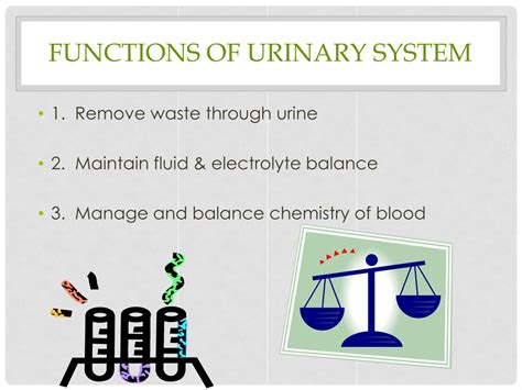 PPT URINARY SYSTEM PowerPoint Presentation Free Download ID 1085991