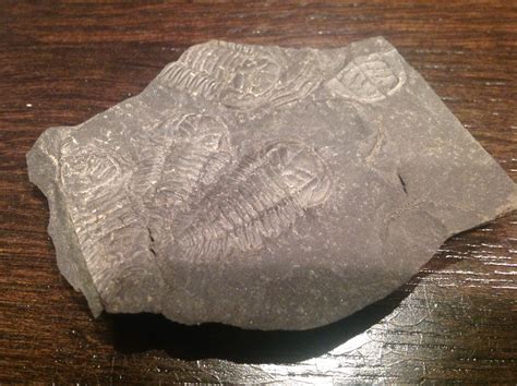Triarthrus Finds Fossil Hunting Trips The Fossil Forum