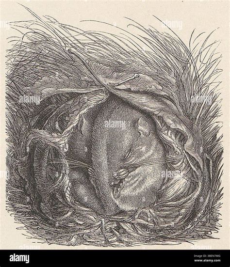 An Illustration Of Muscardinus Avellanarius The Eurasian Dormouse