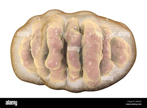 A Single Mitochondrion Computer Illustration These Organelles Act As