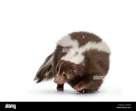 Cute Classic Brown With White Stripe Young Skunk Aka Mephitis Mephitis