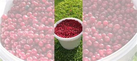 Продам бруснику купить в Петрозаводске Товары для дома и дачи Авито