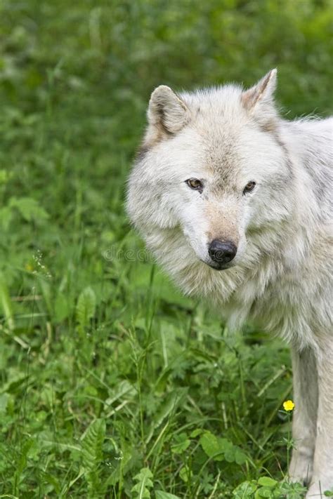 An Arctic Wolf Standing In Green Grass Looking Over Its Shoulder Stock