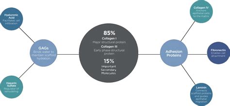Endoform Dermal Template Collagen Dressing Sale All Sizes