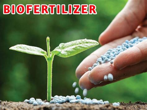 Pooja Lawanshi On Linkedin Biofertilizertechnology Biofertilizer
