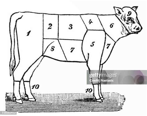 Cow Eye Dissection Photos And Premium High Res Pictures Getty Images Cow Eye Dissection Photos And Premium High Res Pictures Getty Images