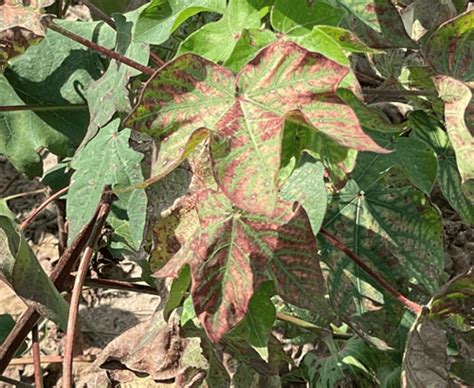 Falling Into Nematode Sampling