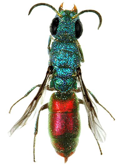 Bwars Bees Wasps And Ants Recording Society