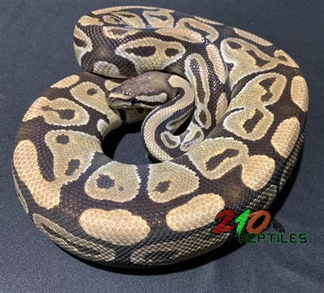 210 Hypo Ball Python Traits Morphpedia 210 Hypo Ball Python Traits Morphpedia