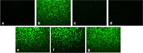 Effect Of L Ascorbic Acid And α Tocopherol On Intracellular Reactive