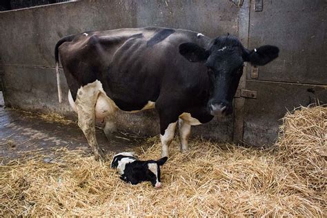 How Age At First Calving Influences Productivity And Fertility Dairy