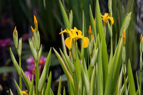 Iris pseudacorus 'Variegata' - BBC Gardeners World Magazine