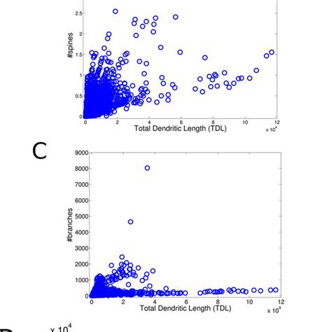 analysis of dendritic morphological features within the neuron
