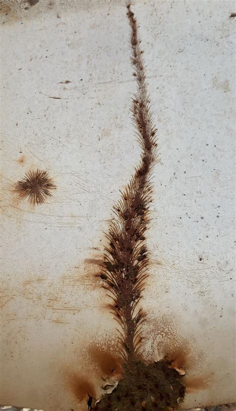 This Rust Spot I Found Looks Like A Plant R Mildlyinteresting