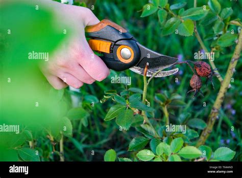 Woman Pruning Flower Stem Hi Res Stock Photography And Images Alamy