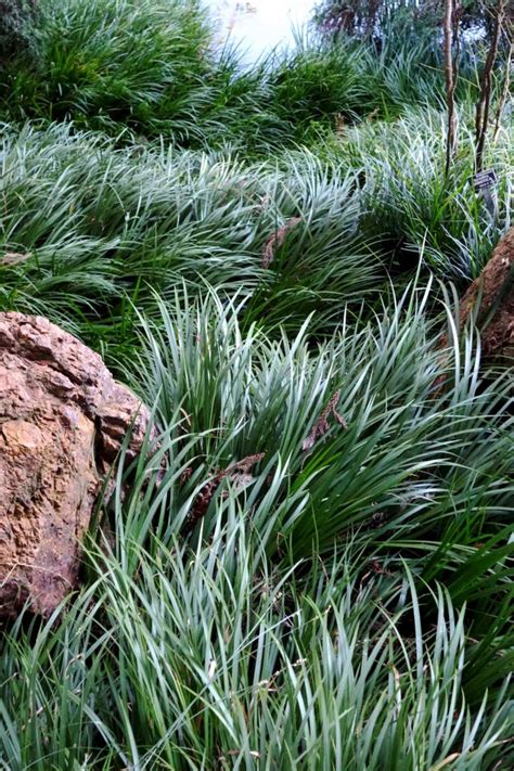 Gardening 101 Japanese Sweet Flag Grass Gardenista