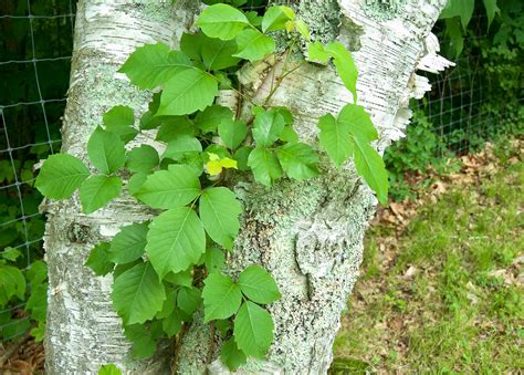 Poison Ivy What You May Not Know The New York Times