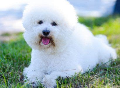 Dog Breeds That Dont Shed