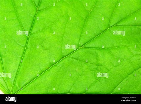 Structure Of Leaf Stock Photo Alamy