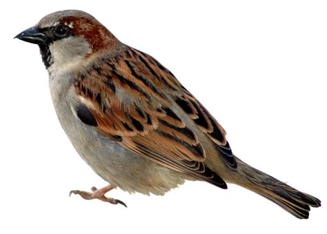 «Картинный словарь для 1 класса