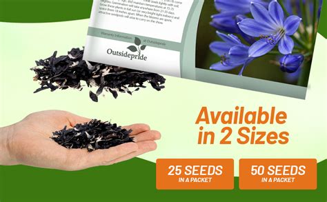 Lily Of The Nile Seeds Agapanthus African Blue Lily Flower Seed