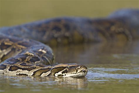 Giraffe Sized Burmese Python Found In The Us — Best Life