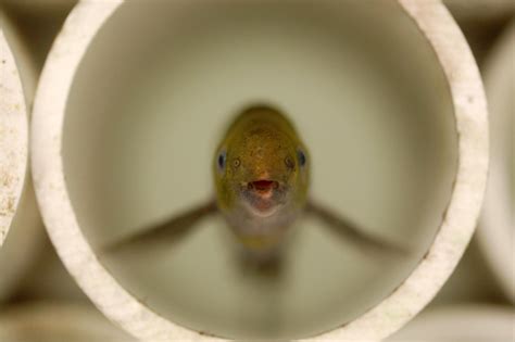 Electric Fish Like Humans Pause Before Communicating Key Points