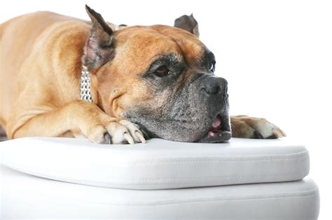 Premium Photo Dog Relaxing On Massage Table On Light Background