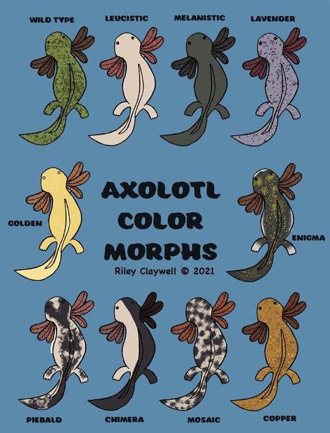 Python Nature Amphibians Reptiles And Amphibians Bird Axolotl Care