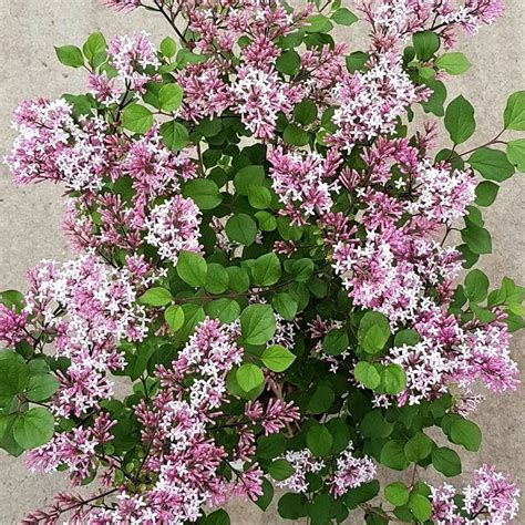 Syringa Red Pixie 2l Cowells Garden Centre Woolsington