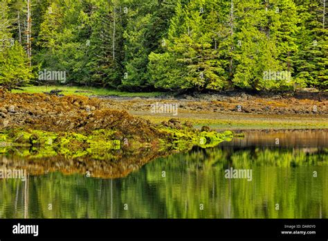 Fucus And Green Algae Colonies Burnaby Narrows Haida Gwaii Queen