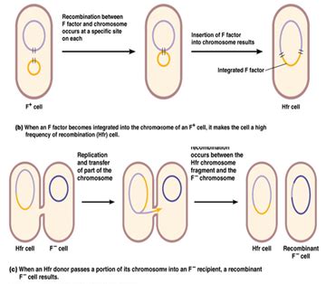 Prokaryotes Flashcards Quizlet